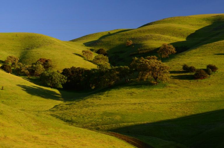 Wildlife – SPRAWLDEF